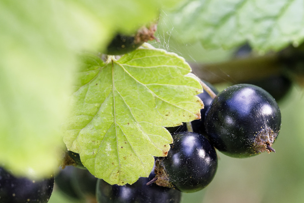 Close-up of grapes growing in vineyard by Tomasz Milcewicz / 500px