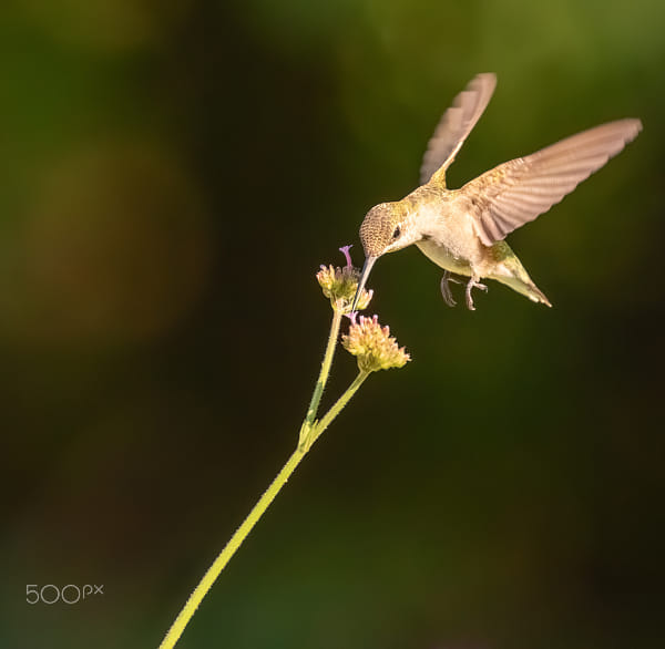 Hummingbird from my yard by Robin | 500px