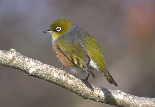 Silvereye by Tom Musson | 500px