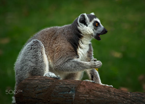 A surprised ring-tailed lemur by 陈 稚斐 | 500px