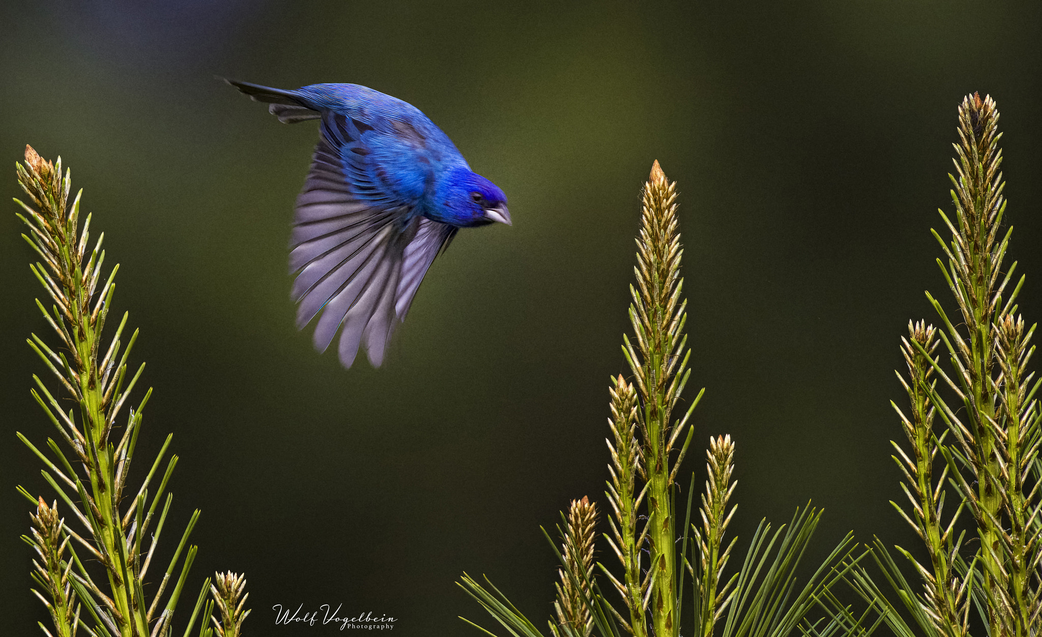 Blue Bird in Flight Among Pine Needles | nature photo by Wolf Vogelbein ...