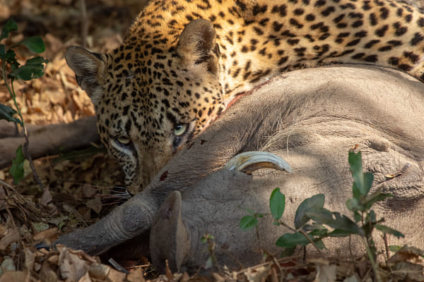 Leopard feeding on warthog 034A4286 by AnthillTiger | 500px