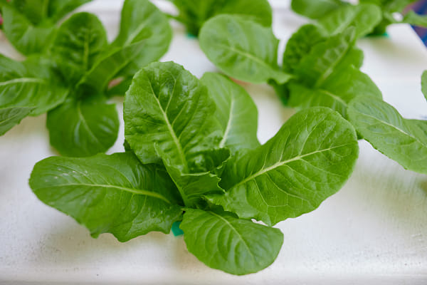 Hydroponics vegetables growing in a foam box by Anucha Muphasa | 500px