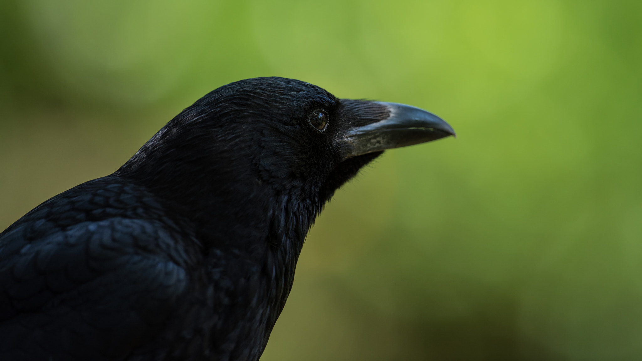 Large Japanese Crow looks off by David Allan / 500px
