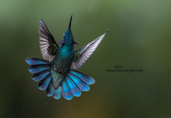 Mandril II by Henrik Vind / 500px