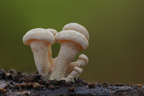 Panellus stipticus by Beat Bütikofer | 500px