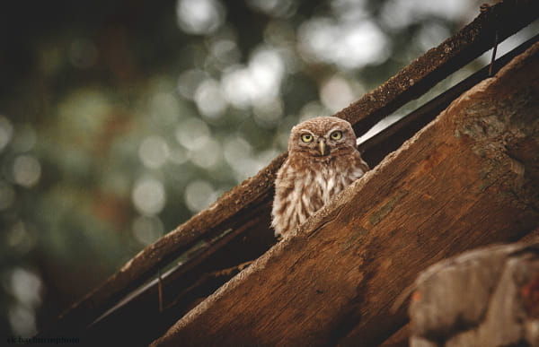 домовой сыч by Denis Bachurin | 500px