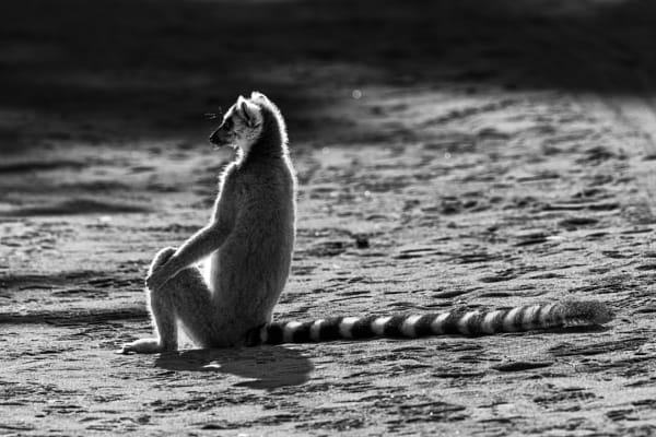 Side view of ring tailed lemur sitting on land by Cal Holman | 500px