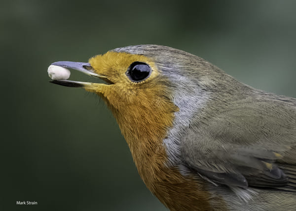 _R_S1359-robin by Mark Strain / 500px