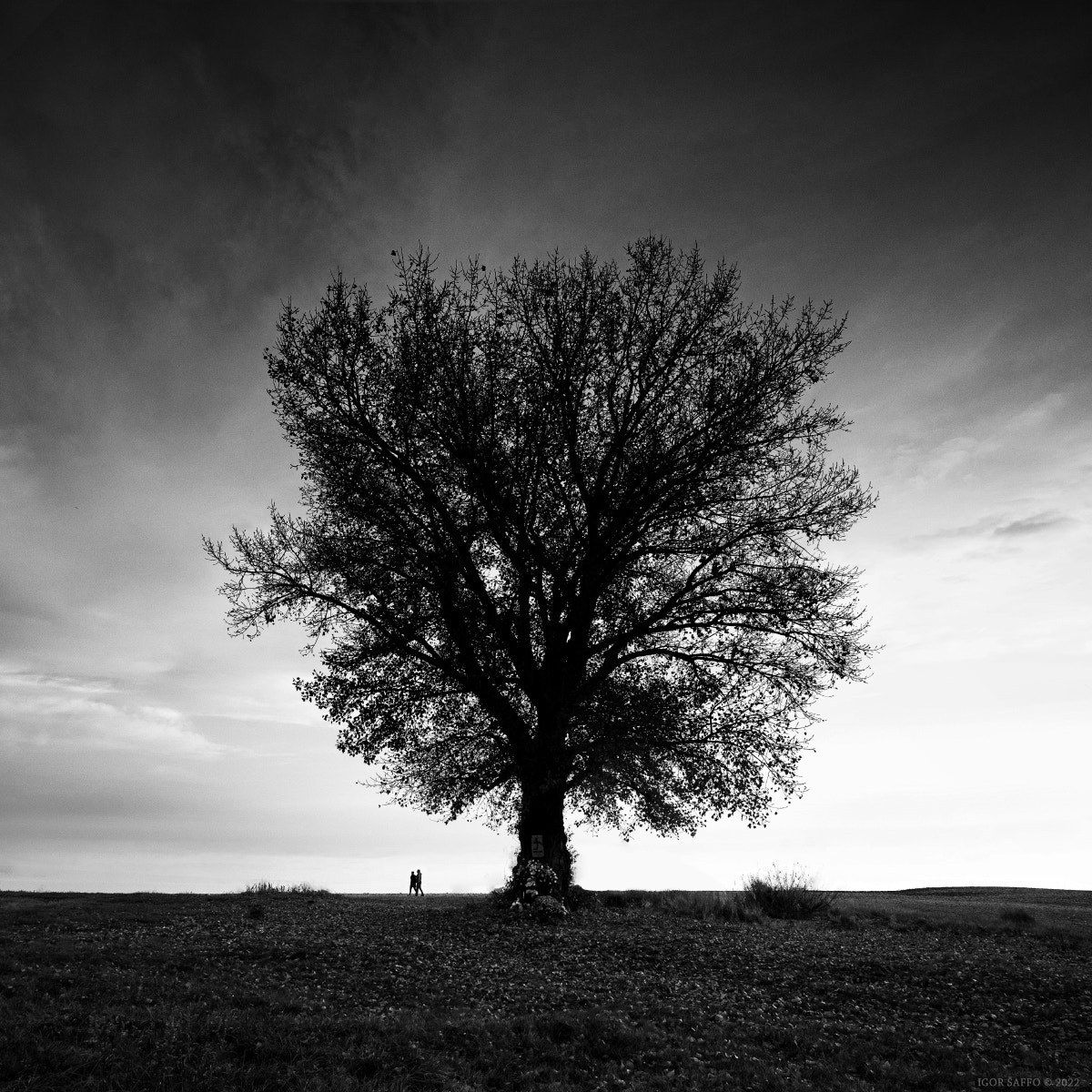 Solitary Tree in a Vast Open Field | landscape photo by Igor Šaffo | 500px
