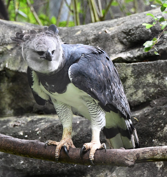 Gorgeous Harpy Eagel by Maureen Mackenzie Award winning Photographer ...