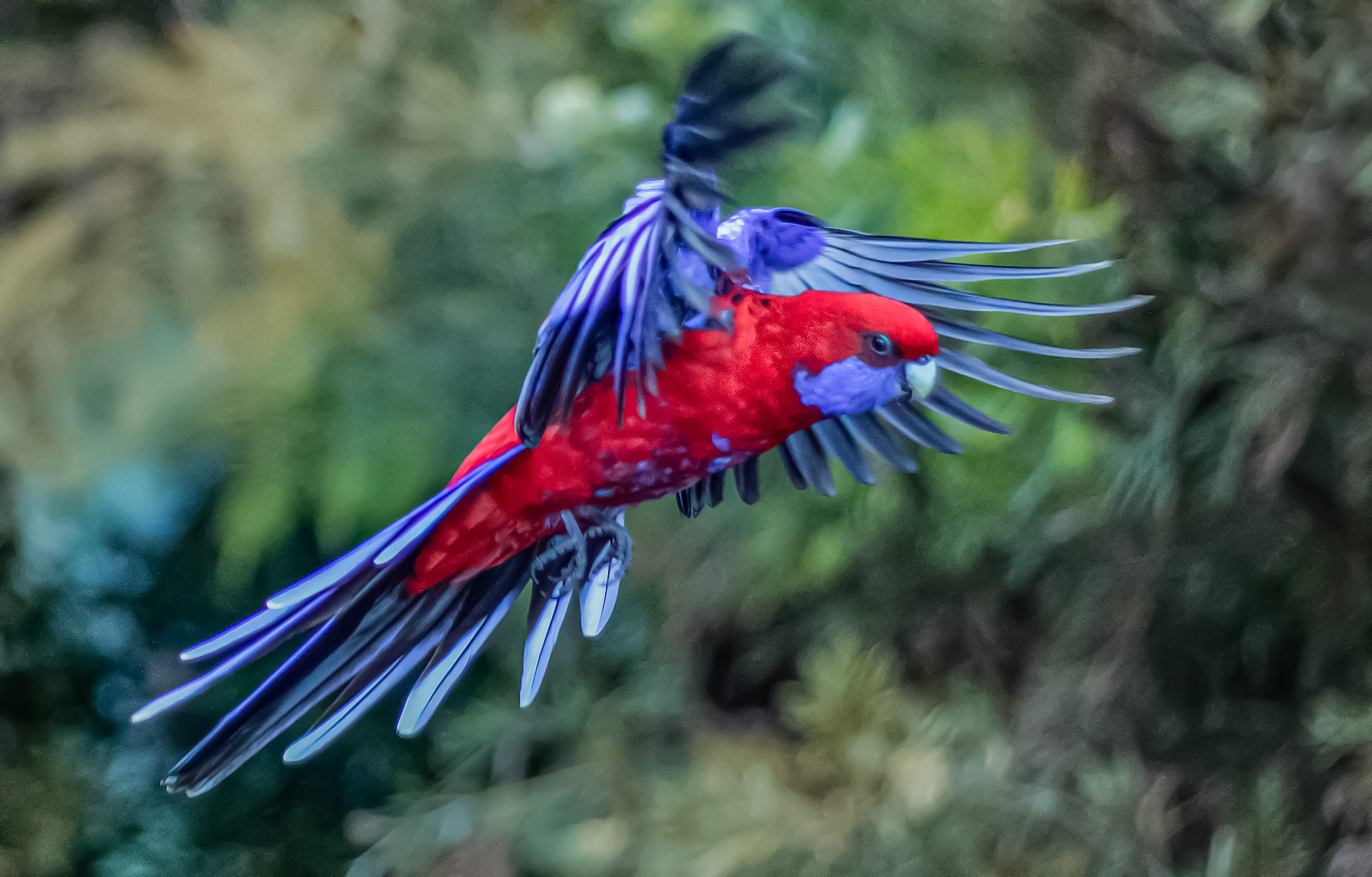 Vibrant Red and Blue Parrot in Flight | nature photo by Stuart R | 500px