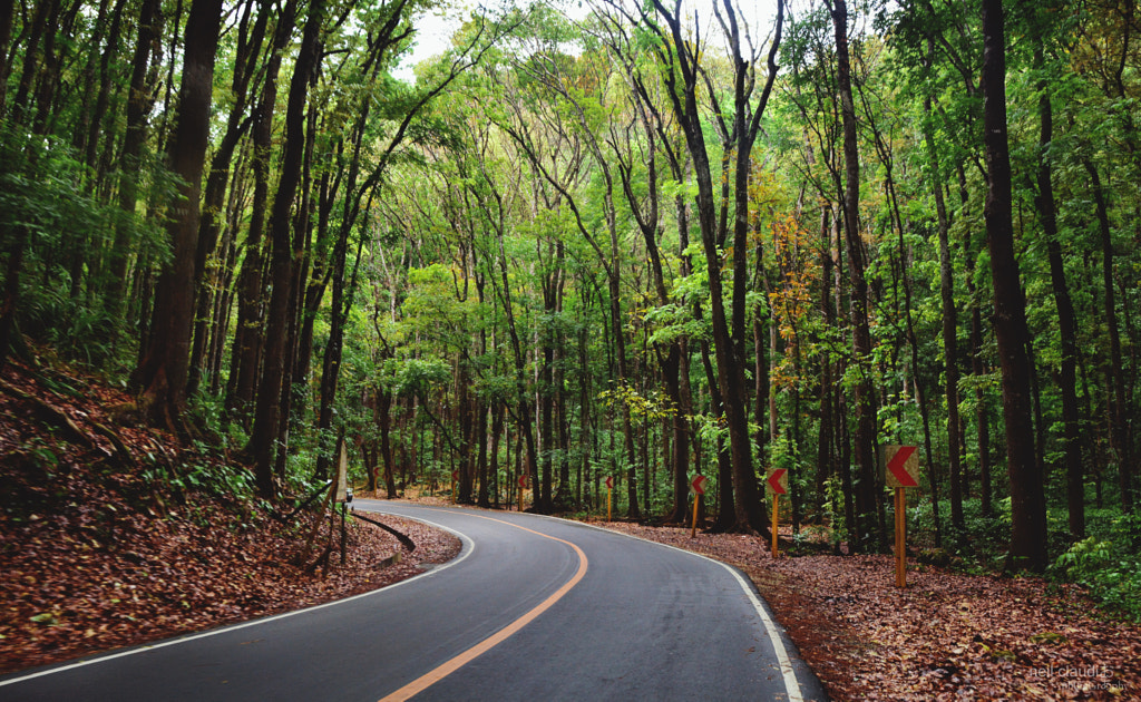 Road Of Mahogany Tress by Neil Simon Claudio / 500px