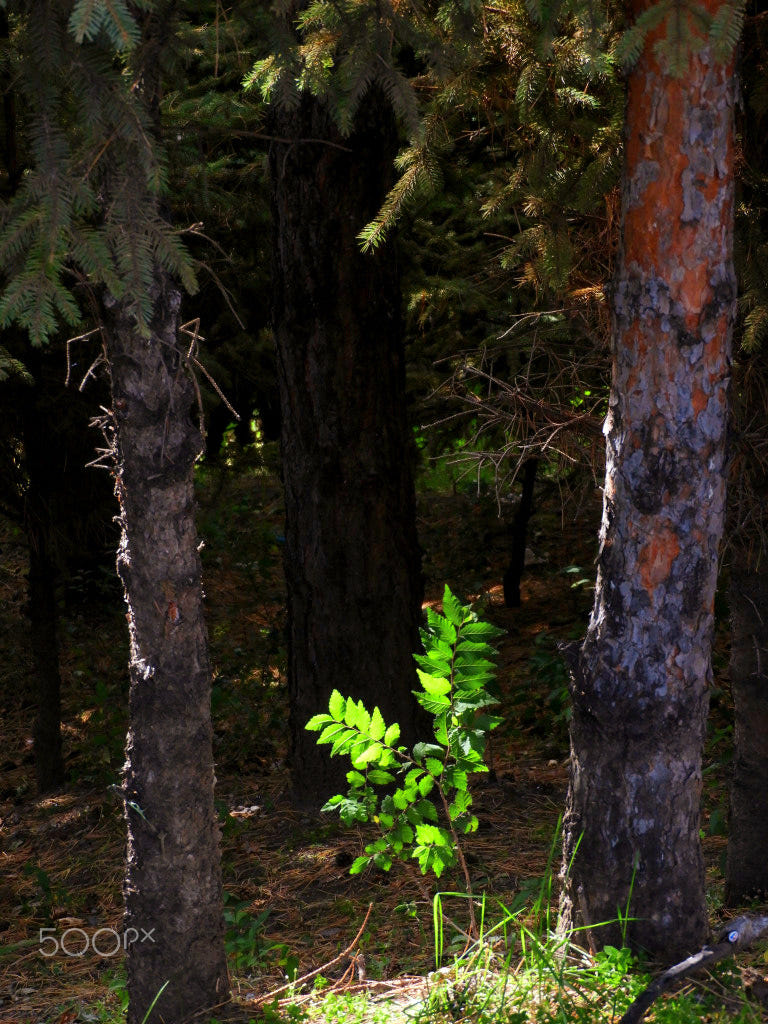 Sunlit Sapling in a Dark Forest | landscape photo by Kim Boon Ng | 500px