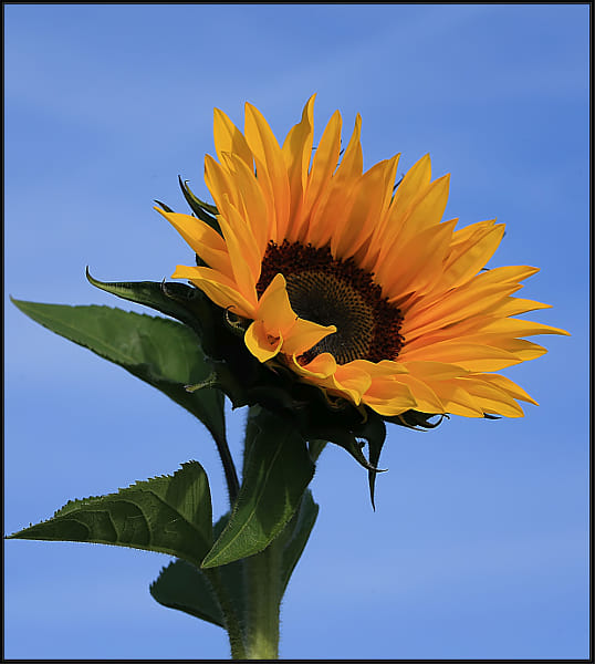 Oak kisses by Bess Hamiti / 500px