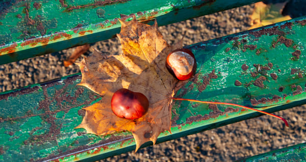 Conkers by Gerry Mechan | 500px