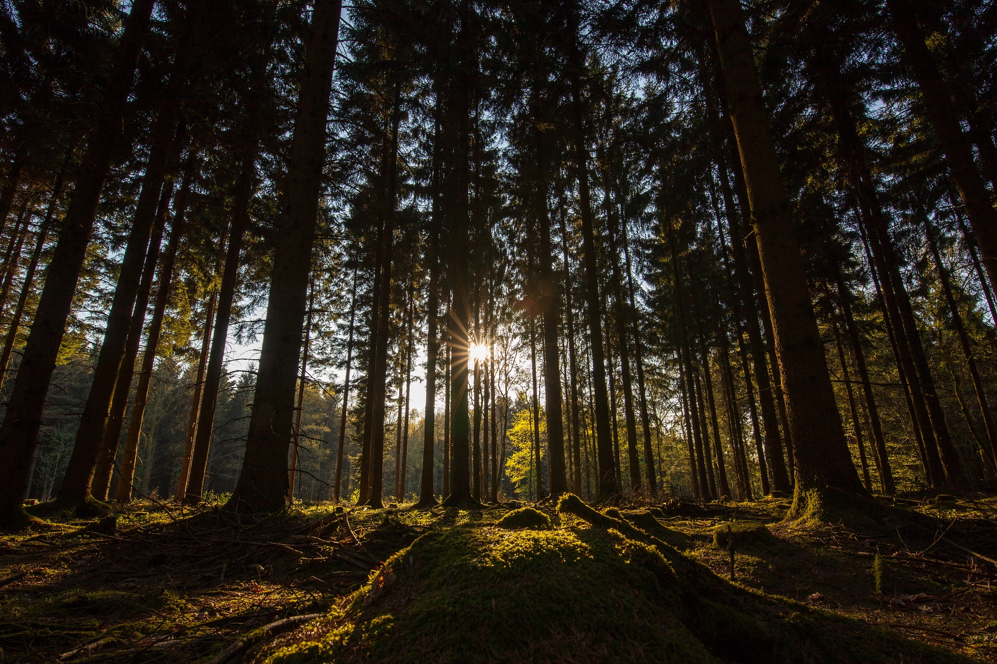 foret des ardennes france by Thierry Michel - Photo 107944907 / 500px