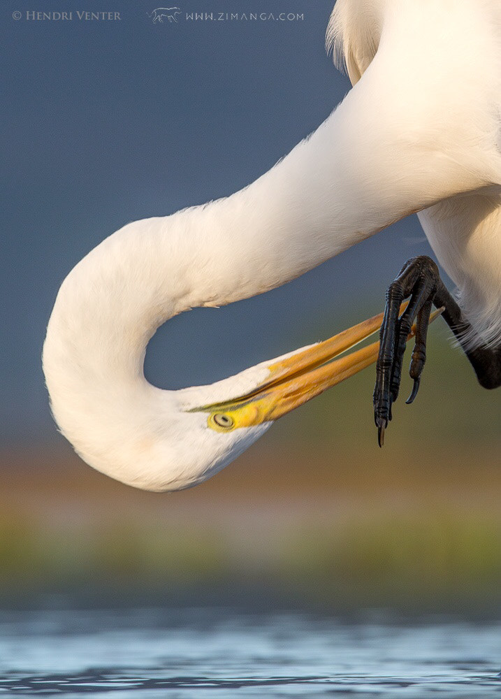Pruning Great Egret by Hendri Venter / 500px