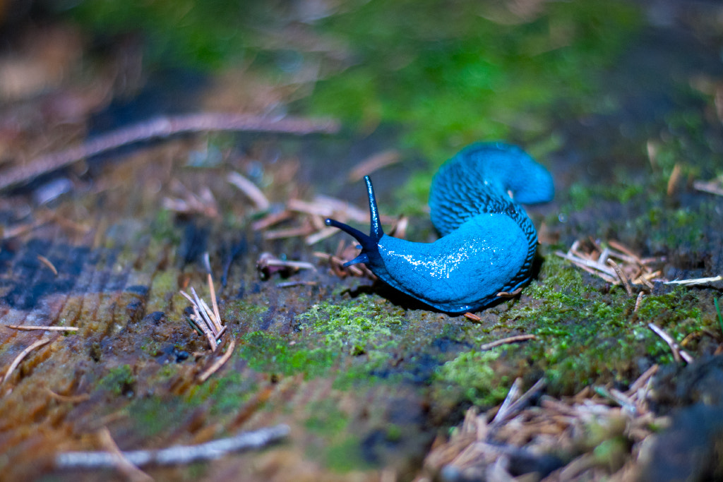 Blue slug by Vyacheslav1911 / 500px