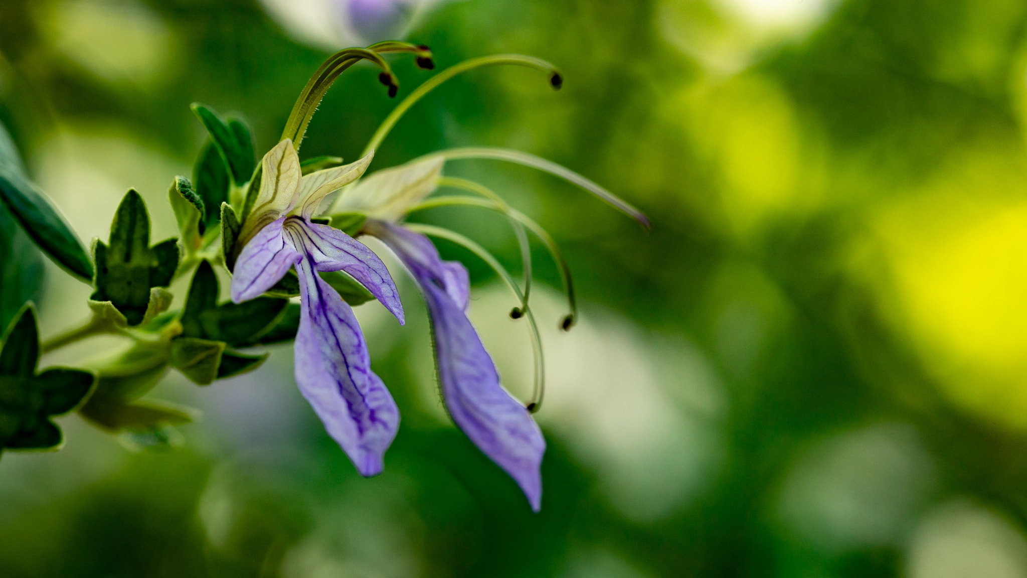 Delicate Purple Flower with Green Background | nature photo by Miguel A ...