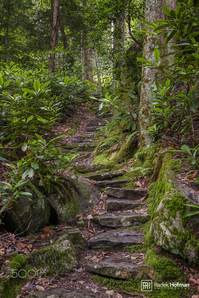 Mossy Stone Steps in Lush Forest | landscape photo by Radek Hofman | 500px