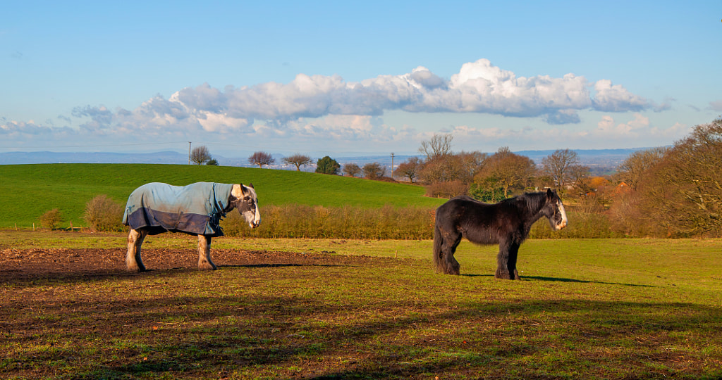 Horsesplay by Gerry Mechan | 500px