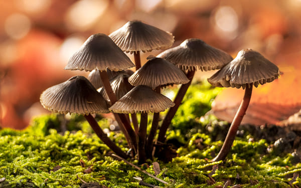 Mushrooms family by Burkhard Pook / 500px