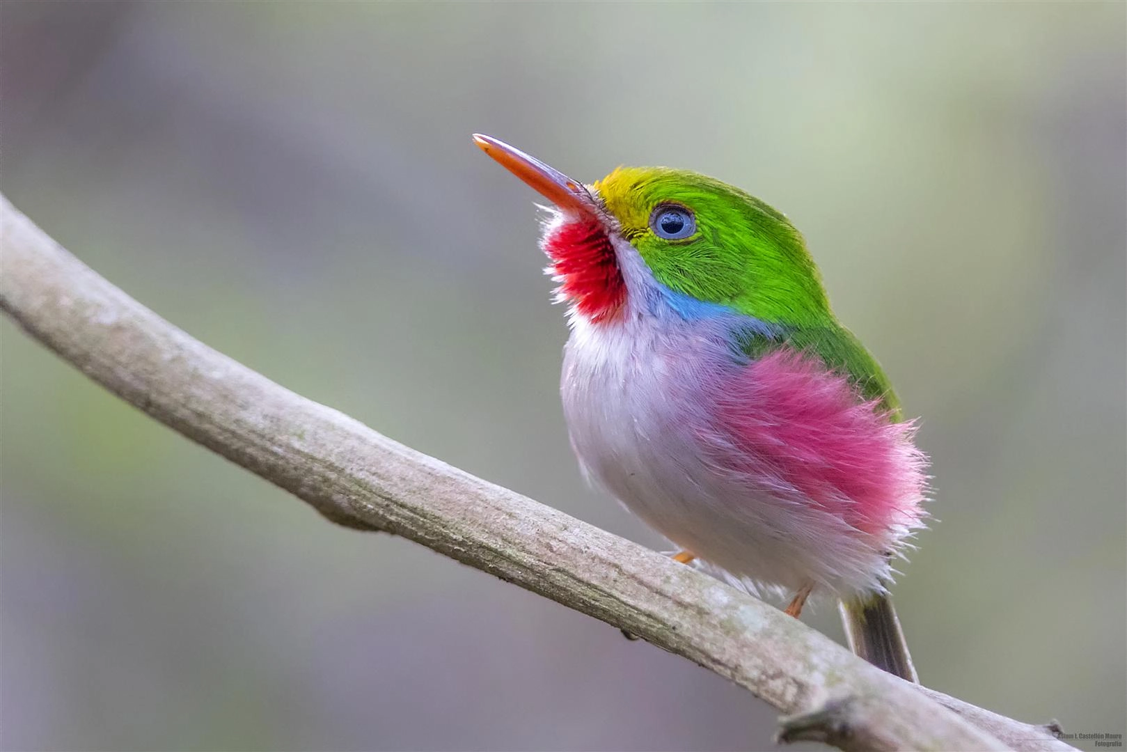 Cuban Tody (Todus multicolor) by Aslam Ibrahim Castellón Maure - Photo ...