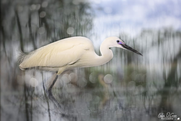 Little egret by Evelyne O'Connor | 500px