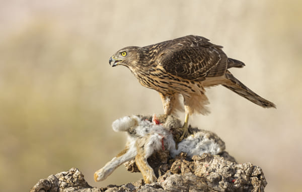 Young Goshawk by Dr. Mabuse | 500px