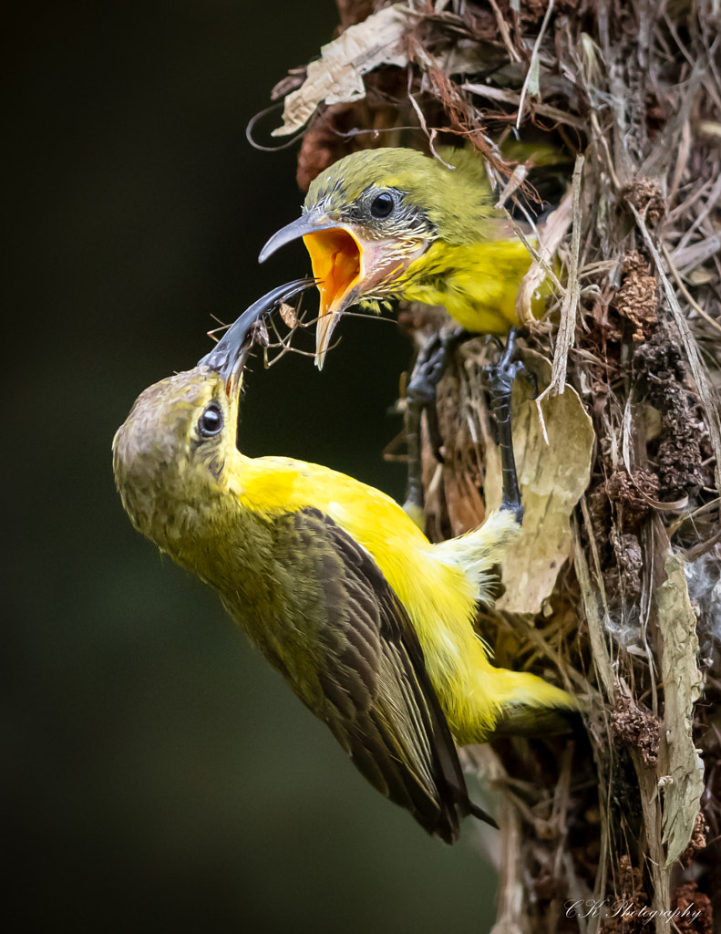 Parent Bird Feeding Hungry Chick in Nest | nature photo by Chinnathambi ...