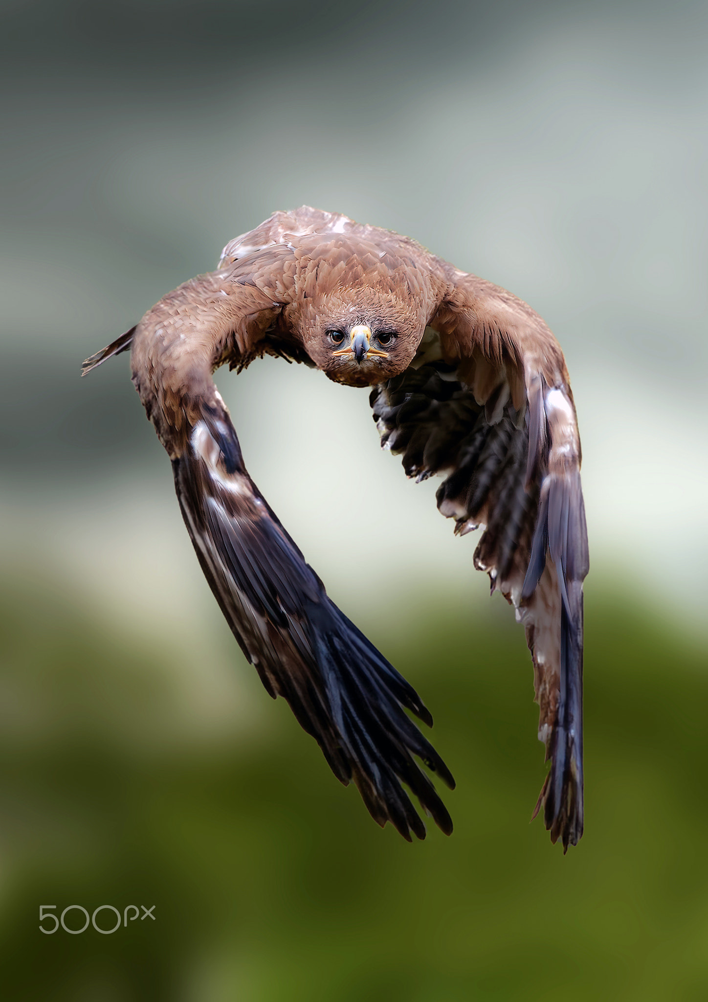 Black Kite in flight by William Allen AFAIP DPAGB BPE4* / 500px