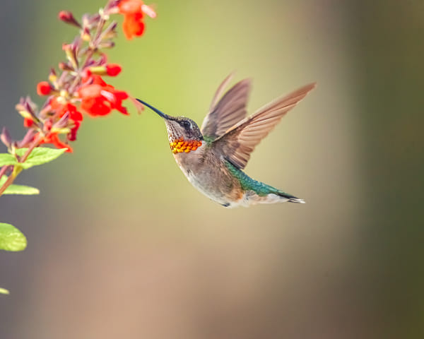 Late Arriving Hummingbird by Peter B Nyren / 500px