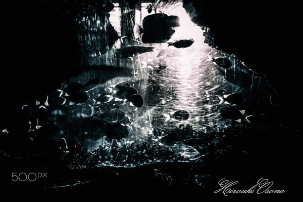 Tropical fish by Hiroaki Osonou / 500px