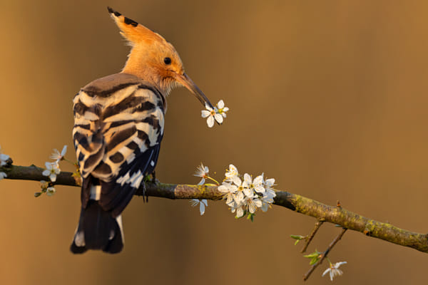 Polar bear Cub - funny face by Siddhardha Garige | 500px