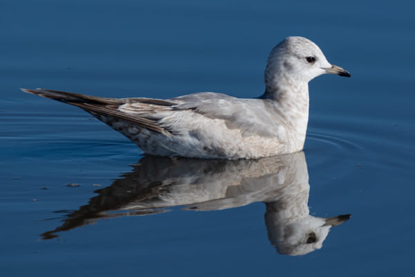 Ring-billed Gull Immature 12-23 by Bruce Frye | 500px