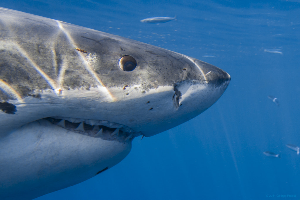 Entering from stage left (great white shark) by George Probst / 500px