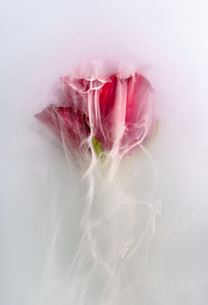 Wispy red rose by Angi Wallace / 500px