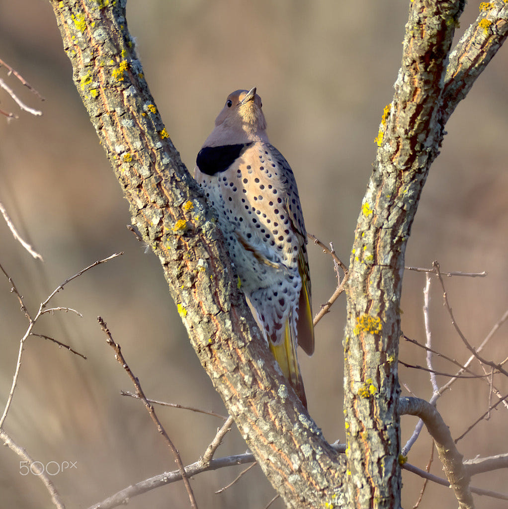 Close-up of yellow-shafted northern flicker perching on branch by Gayle ...