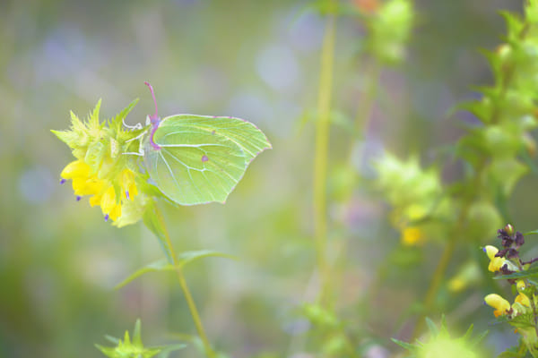 Citron Butterfly. by Eimar Kranendonk | 500px