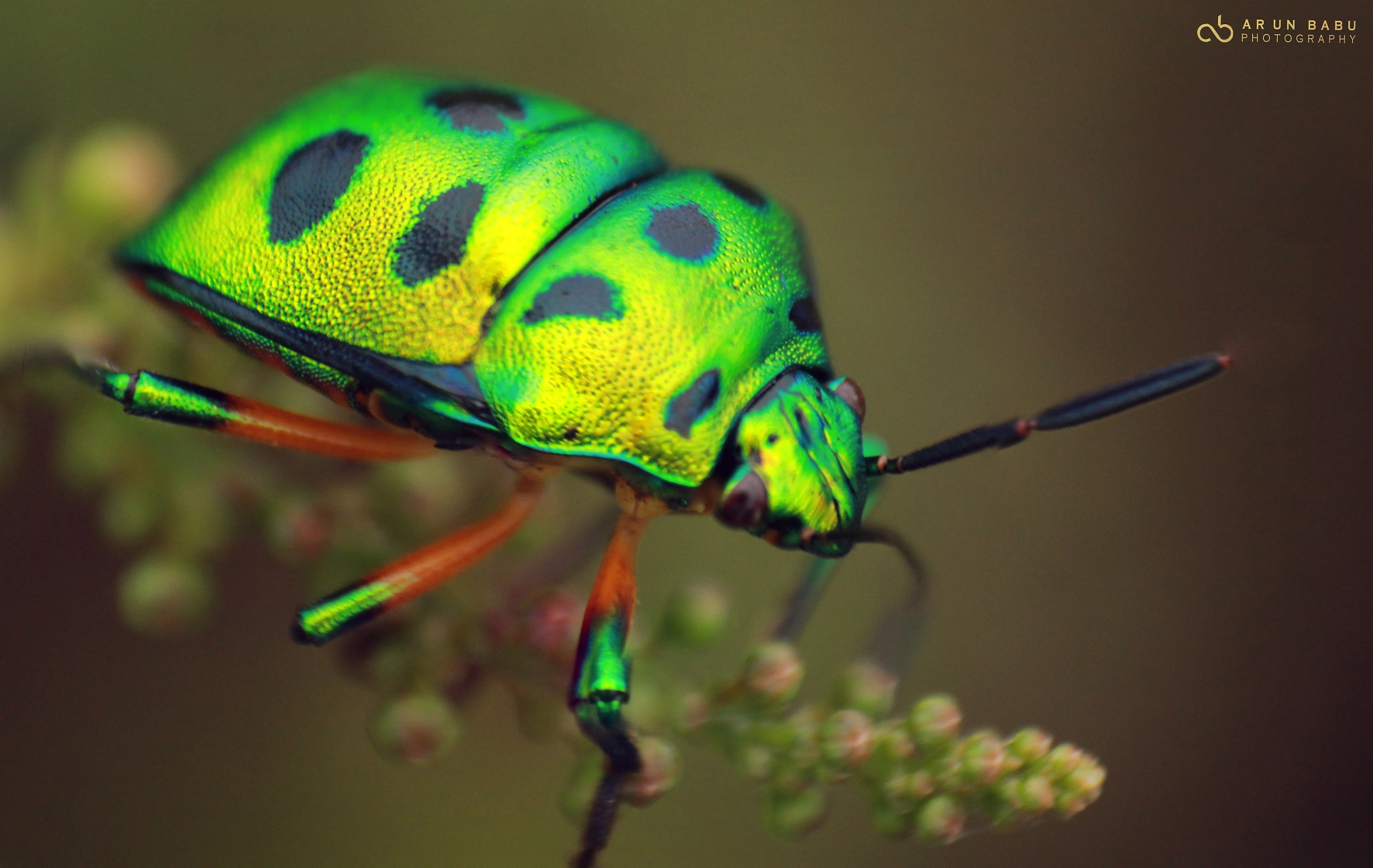 Sparkling Bug by Arun Thomas - Photo 108382801 / 500px