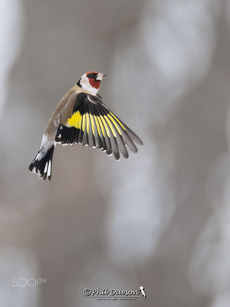 European Goldfinch in Flight with Wings Spread | nature photo by Phil ...