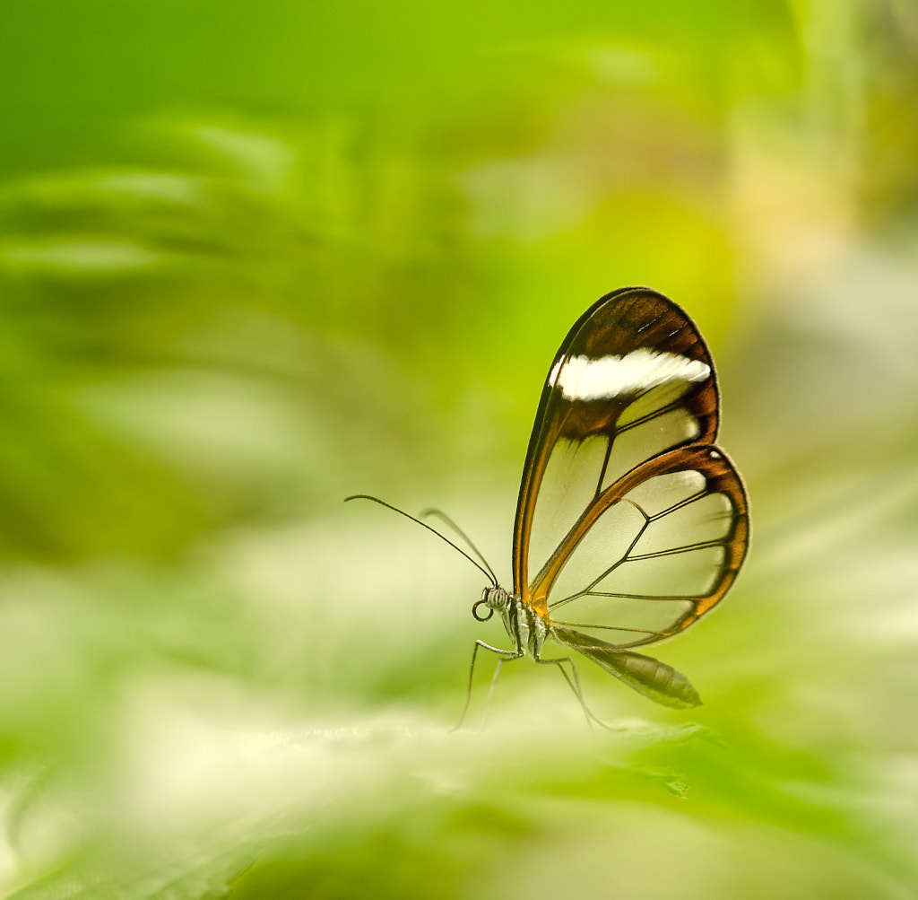 Greta oto by Tine Teeuw / 500px
