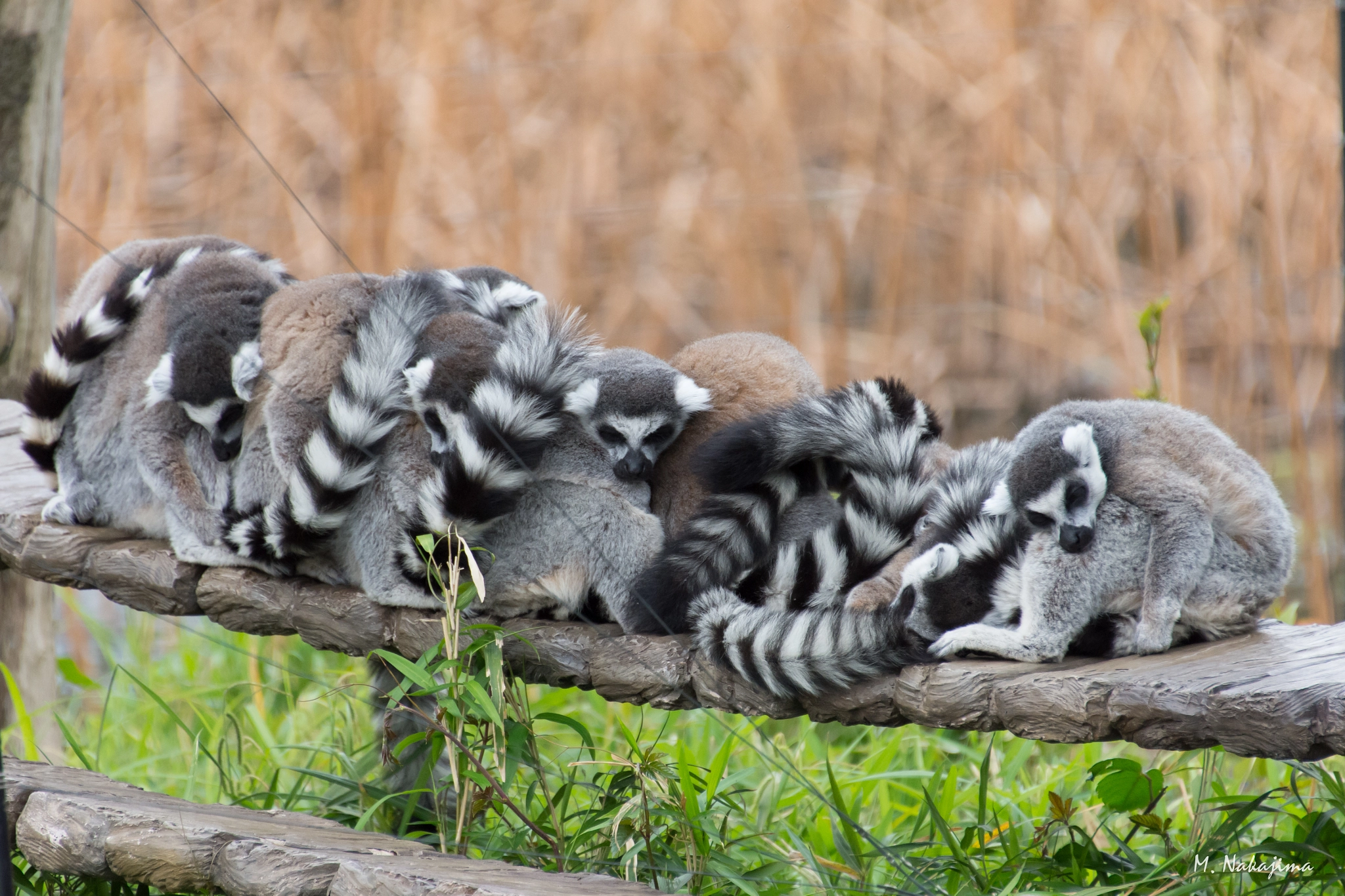 Ring-tailed lemur Sleeping.... by Masaki Nakajima - Photo 108564091 / 500px
