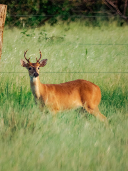 Venado de cola blanca by Lola Alemán | 500px