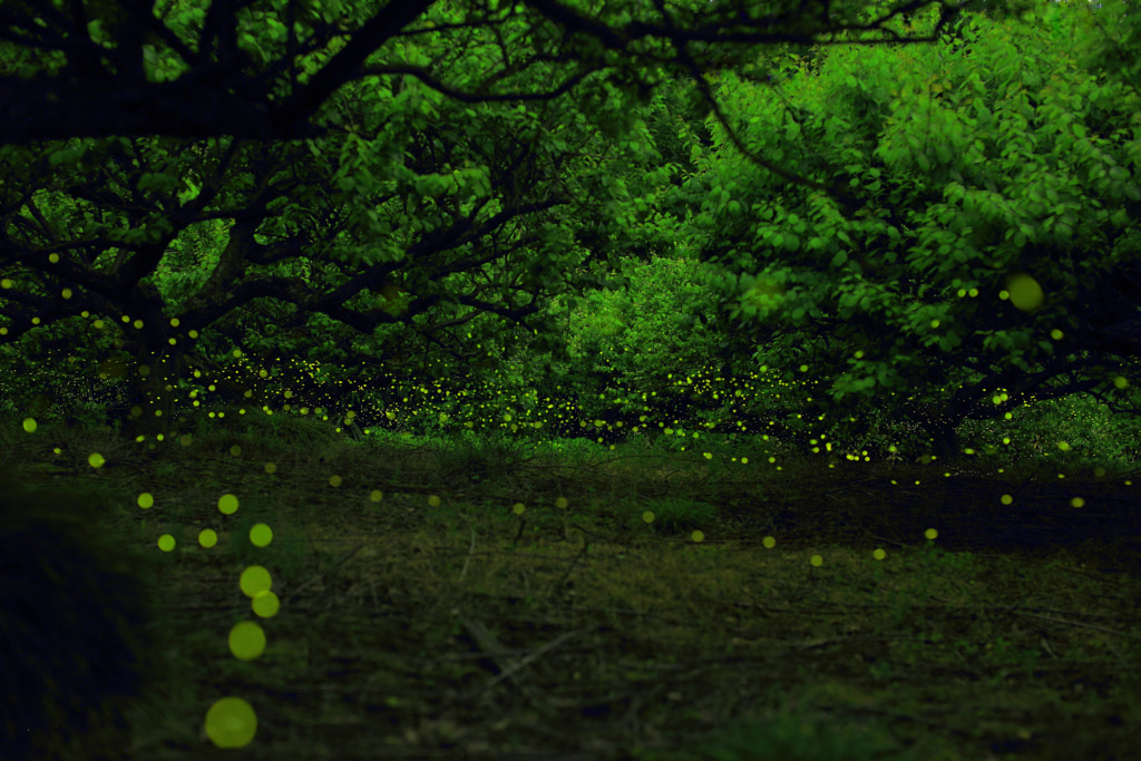 Welcome back Fairies～♪ by yume / 500px