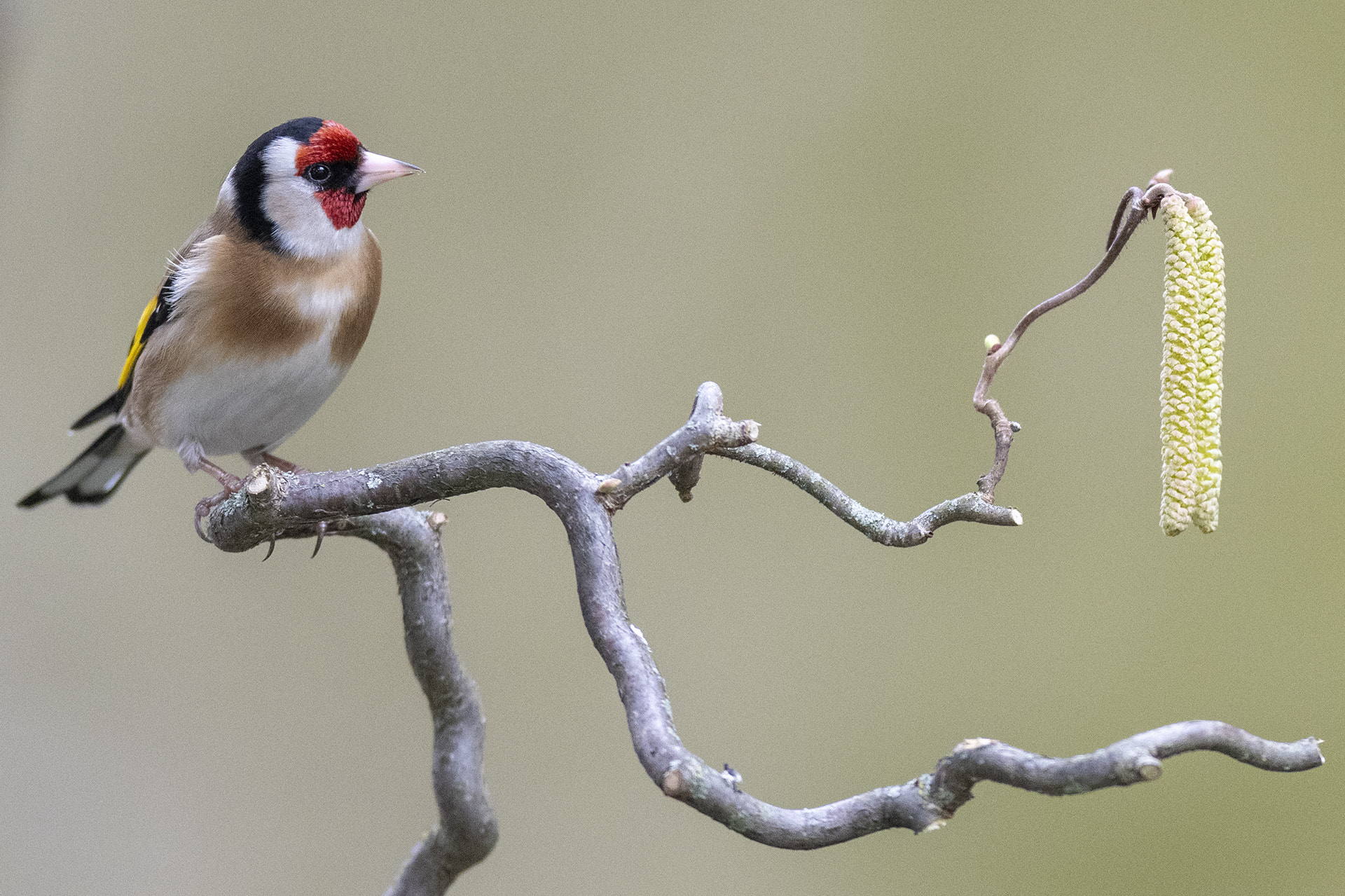 European Goldfinch Perched on a Branch | nature photo by Christian ...