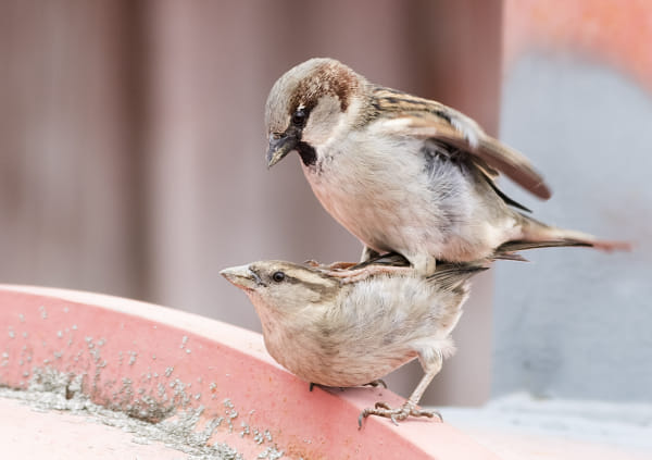 House Sparrow mating by Janne Skinnarla | 500px