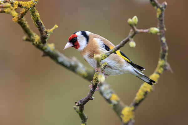 Goldfinch by Paul Moore | 500px
