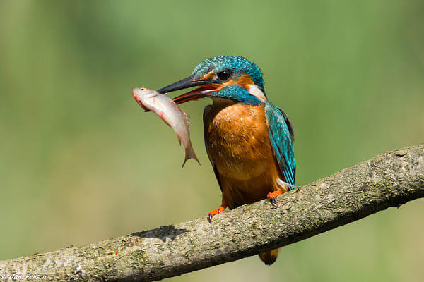 Kingfisher Bird with Fish on a Branch | nature photo by Jan Ferson | 500px